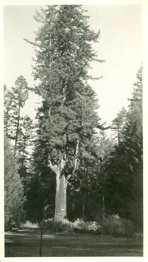 About Northern California's Chandelier Drive-Thru Tree Park
